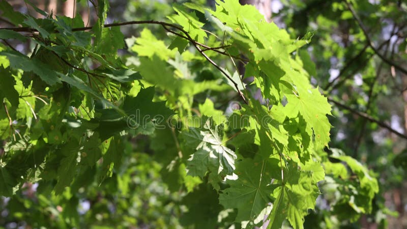 Maple Tree Green Leaves Move with the Wind Stock Video - Video of aspen ...