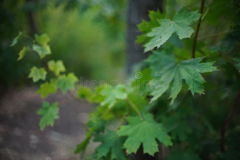 Maple Tree with Green Leaves in the Overcast Forest Stock Photo - Image ...