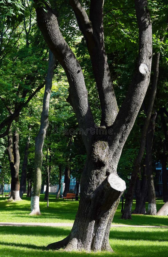 Maple Tree with Green Leaves Stock Photo - Image of trees, tassels ...