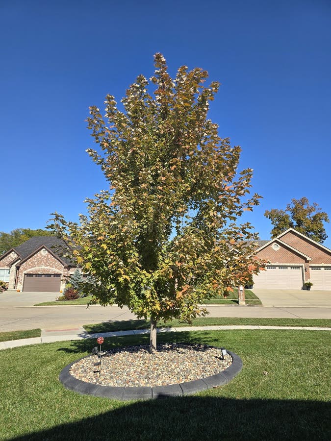 Maple Tree Green with Rocks Grass Stock Photo - Image of tree, maple ...