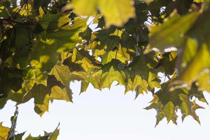 Maple Tree Growing in Nature Stock Photo - Image of growing, natural ...