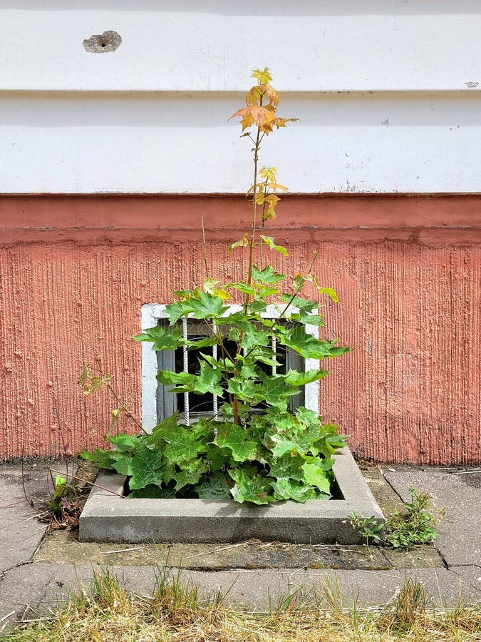Maple Tree Grows from Basement. Tree Grows in Impossible Conditions ...