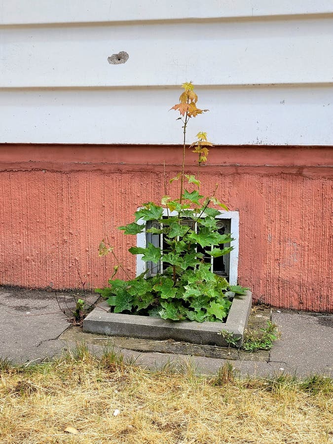 Maple Tree Grows from Basement. Tree Grows in Impossible Conditions ...