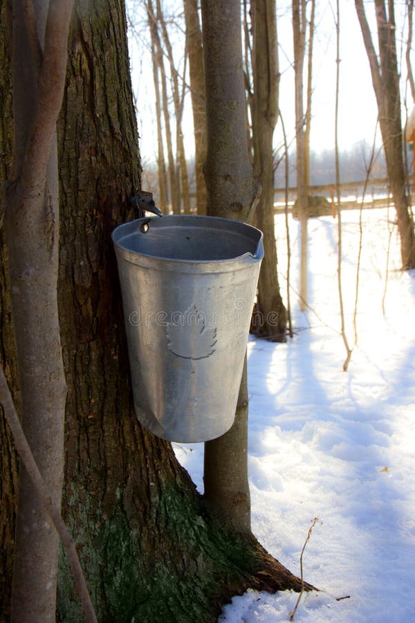 Spring, Maple Syrup Season. Stock Photo - Image of canada, products ...