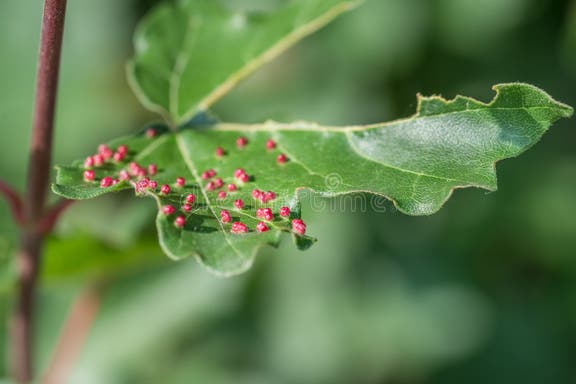 Maple Tree Infested with Gall Mites Stock Photo - Image of animal ...