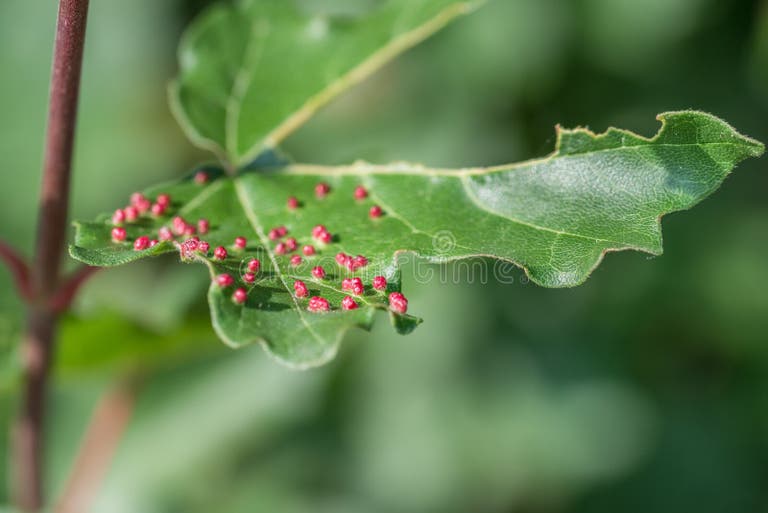 Maple Tree Infested with Gall Mites Stock Photo - Image of animal ...