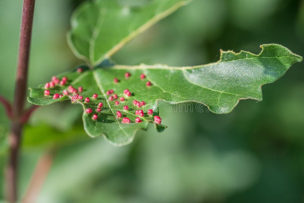 Maple Tree Infested with Gall Mites Stock Photo - Image of animal ...