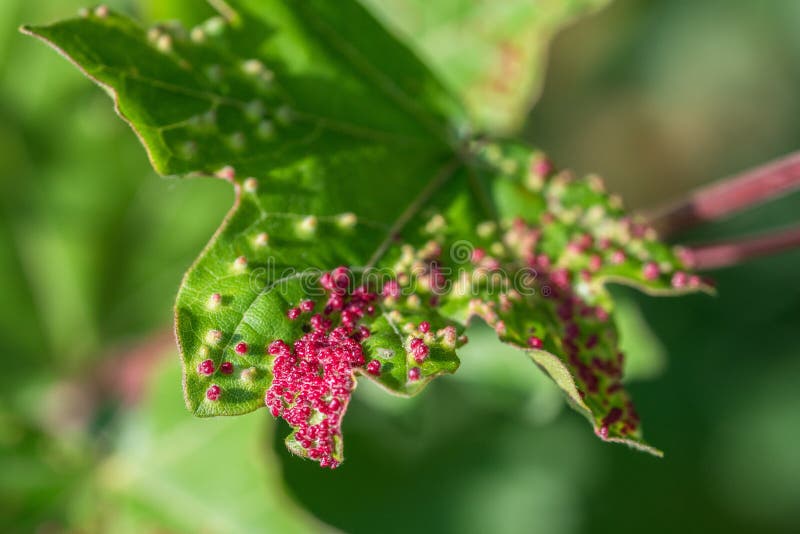 1,765 Tree Gall Stock Photos - Free & Royalty-Free Stock Photos from ...