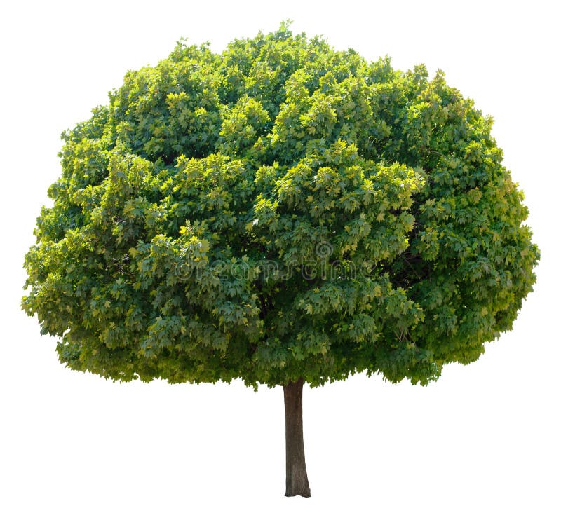 Maple tree. stock photo. Image of single, lush, branch - 35292400