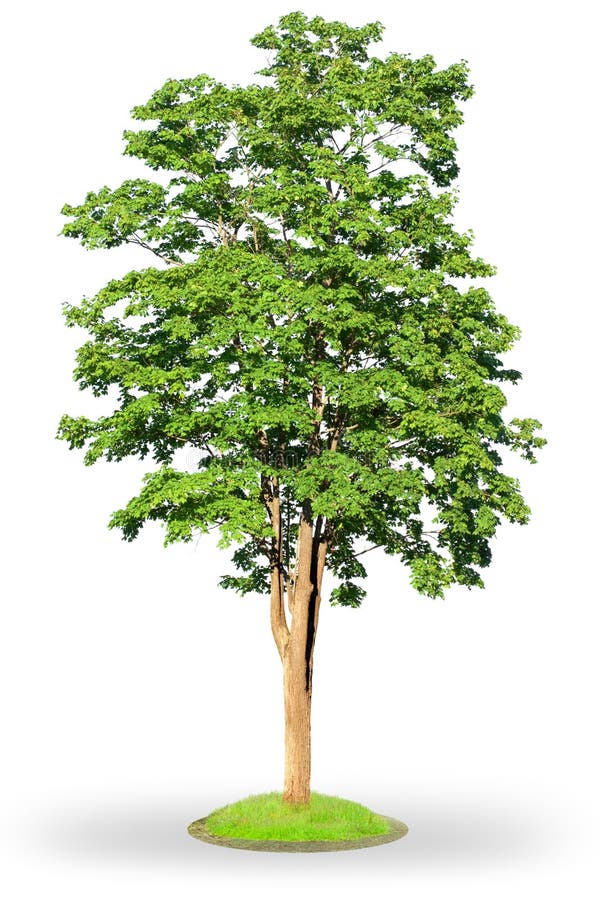 500+ Maple tree isolated white Free Stock Photos - StockFreeImages