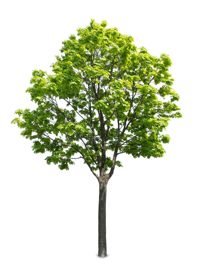 Maple tree stock photo. Image of leaf, botanic, background - 9162914