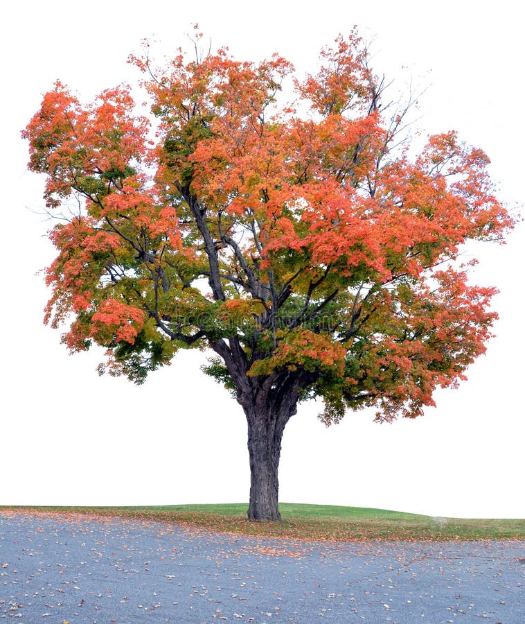 955 Individual Fall Leaves Stock Photos - Free & Royalty-Free Stock ...