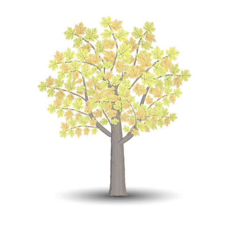 Maple Tree Isolated on White Background Stock Vector - Illustration of ...