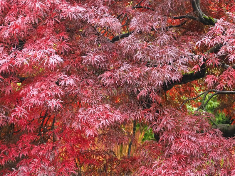 Maple Tree of Japan in Autumn with Red Leafs Stock Photo - Image of ...