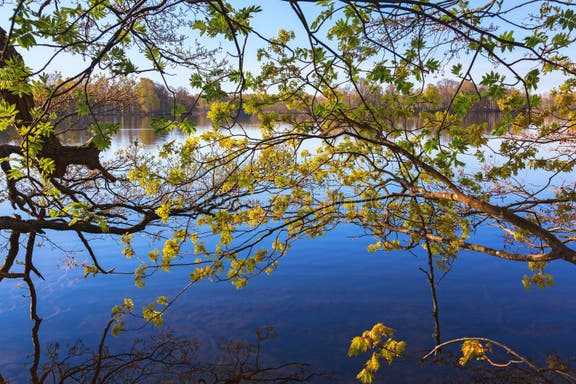 Maple tree at the lake stock photo. Image of luch, lush - 49548512