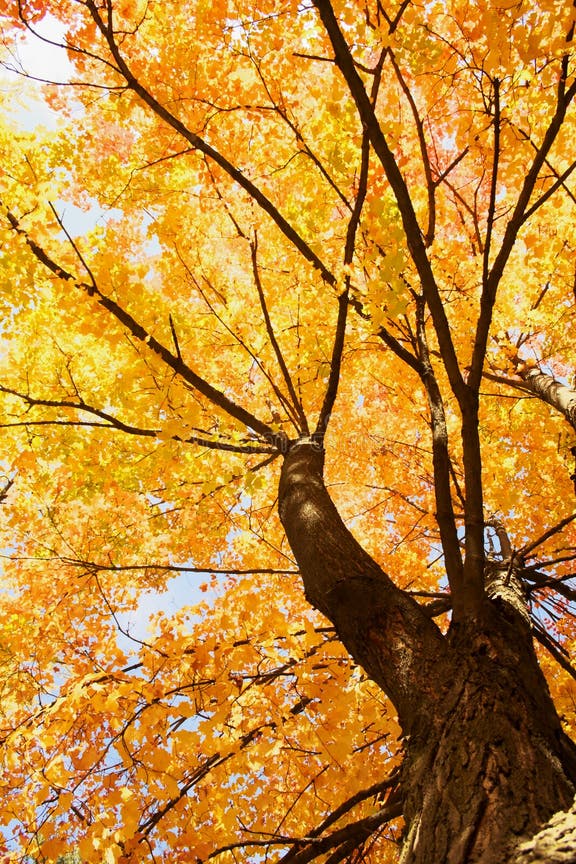 Maple tree landscapes stock image. Image of park, nature - 3564939