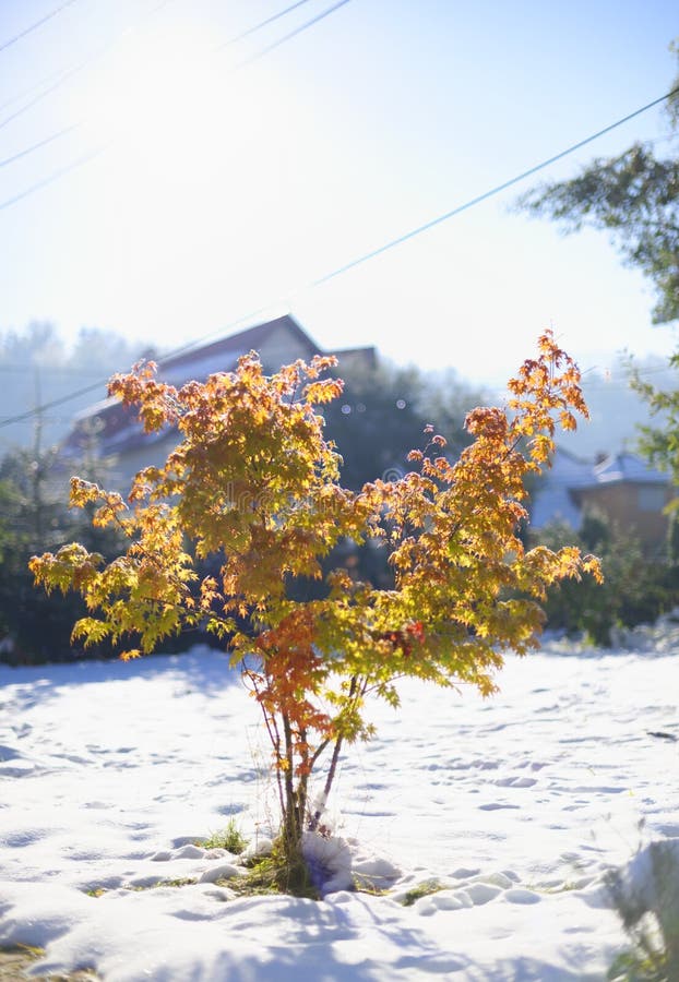Maple tree in late autumn stock image. Image of countryside - 34636959