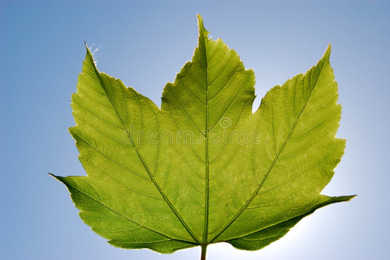Maple Tree Leaf stock image. Image of canada, leaf, sunny - 5755709