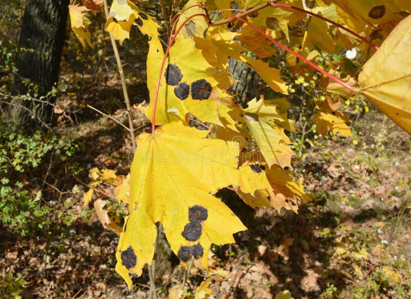 Maple Tree Leaf Diseases Tar Black Spot Is One Of The Most Readily Visible And Easiest Maple
