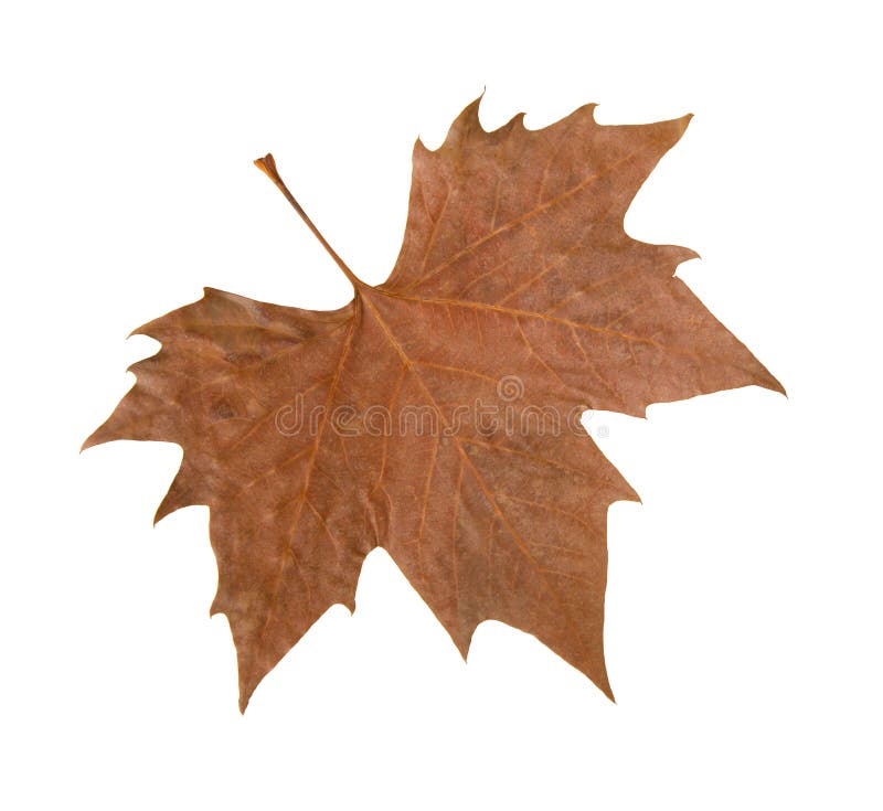 Isolated Giant Maple Leaf Stock Photos - Free & Royalty-Free Stock ...