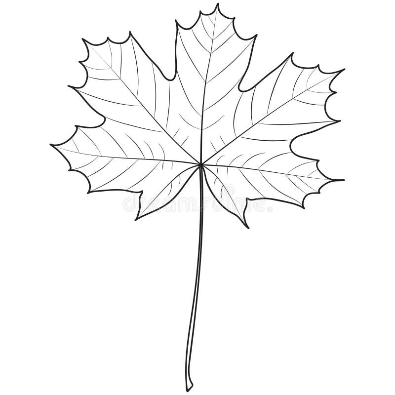 Maple Tree Leaf Outline, Silhouette, Vector Illustration. Coloring Book ...