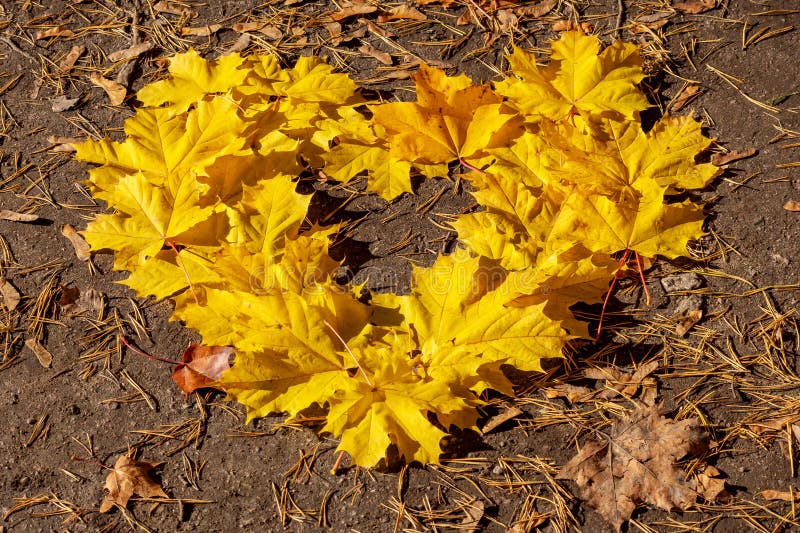 Maple Tree Leaves Arranged in Shape of Heart in Autumn Stock Photo ...