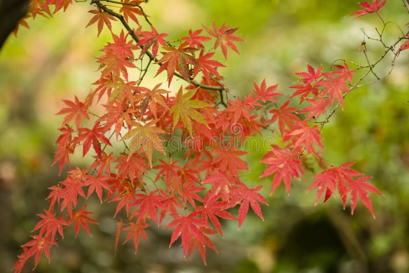 Maple Tree Leaves in Autumn Stock Image - Image of fall, detail: 47883843