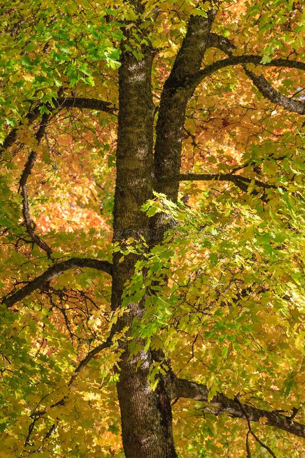 Maple tree leaves stock image. Image of branch, deciduous - 33724565