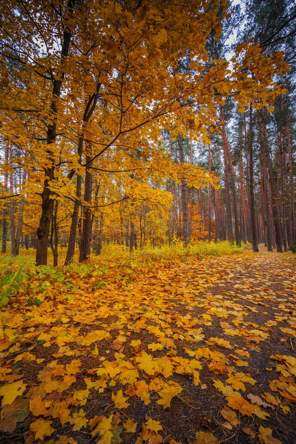 Maple Tree Leaves Background. Colorful Autumn Stock Image - Image of ...