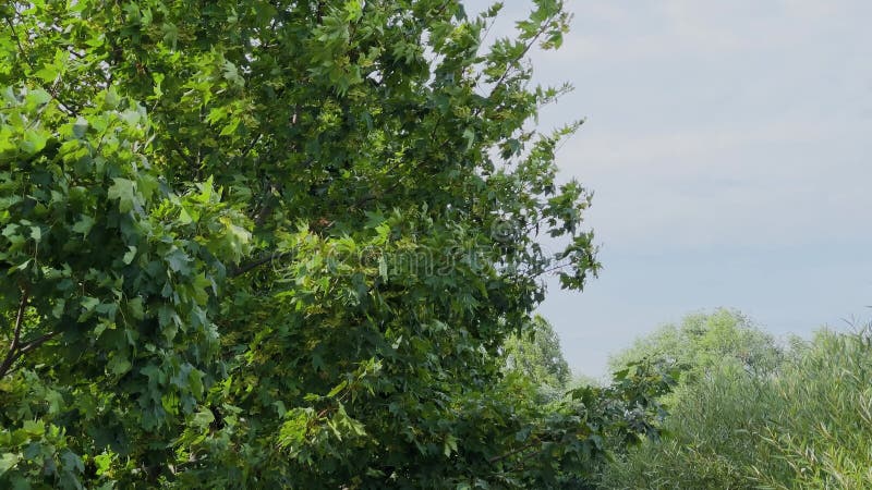 Maple Tree Leaves that are Blown by the Wind Stock Video - Video of ...