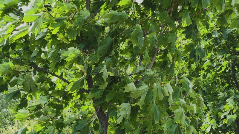 Maple Tree Leaves that are Blown by the Wind Stock Footage - Video of ...