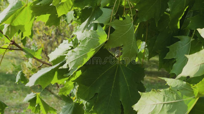 Maple Tree Leaves that are Blown by the Wind Stock Video - Video of ...