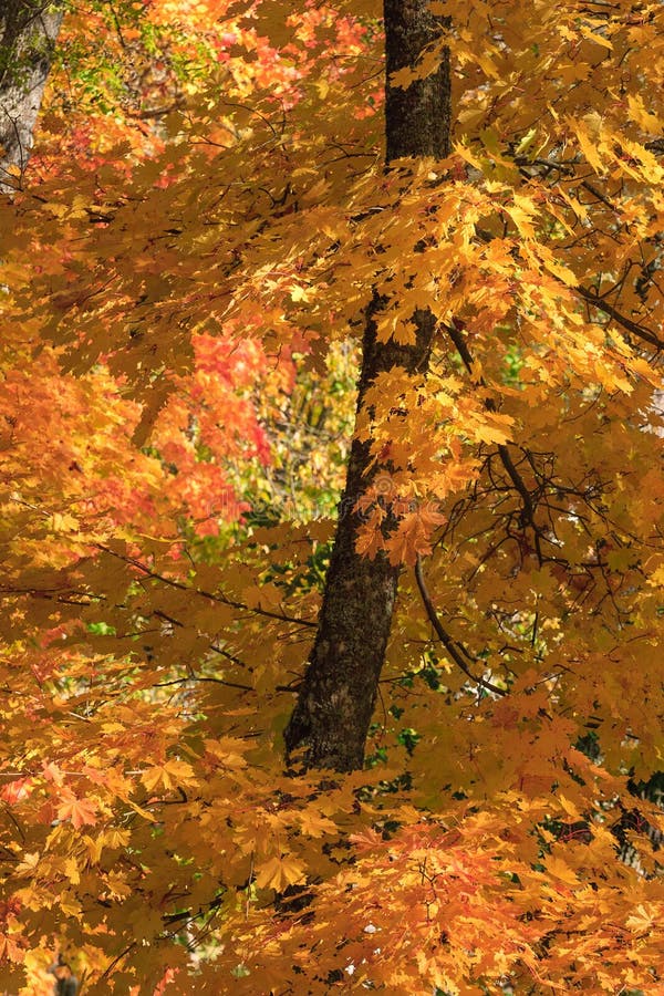 Maple tree leaves stock image. Image of tranquil, nature - 33506897