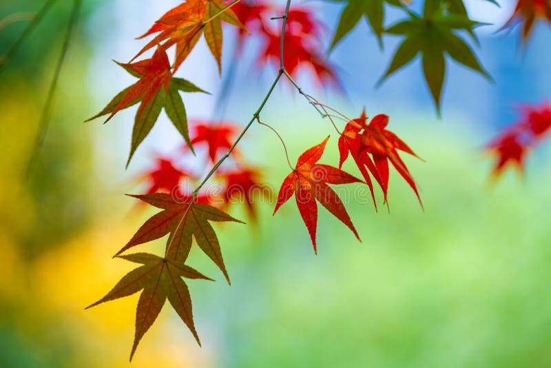 Maple Tree Leaves on Branch in Fall Stock Photo - Image of accompany ...