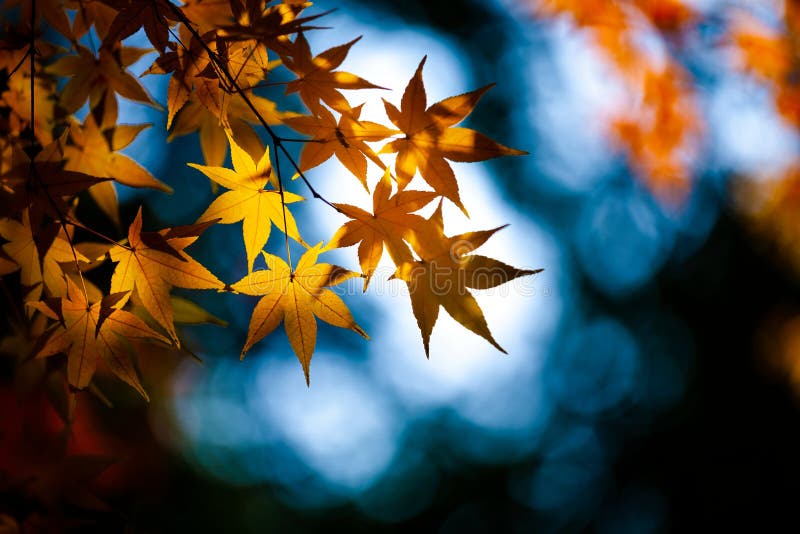 Maple Tree Leaves on Branch in Fall Stock Image - Image of fall ...
