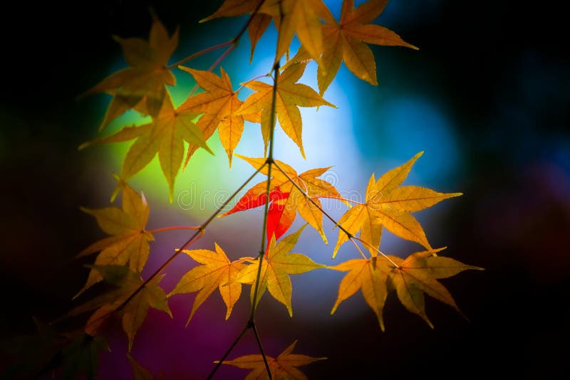 Maple Tree Leaves on Branch in Fall Stock Image - Image of charming ...
