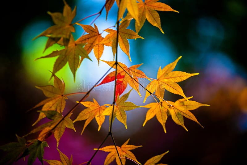 Maple Tree Leaves on Branch in Fall Stock Photo - Image of full, depth ...