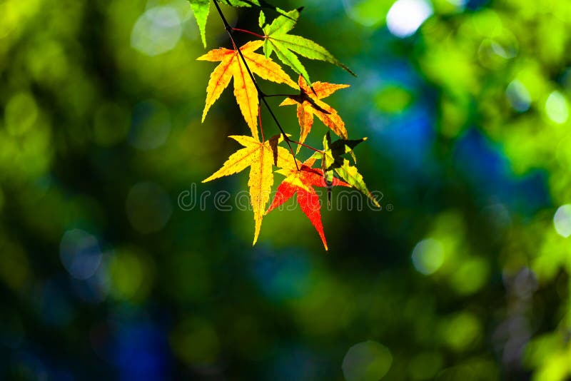 Maple Tree Leaves on Branch in Fall Stock Photo - Image of charming ...