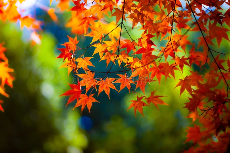 Maple Tree Leaves on Branch in Fall Stock Image - Image of branch, fall ...
