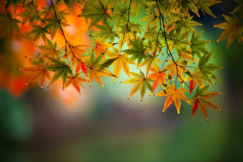 Maple Tree Leaves on Branch in Fall Stock Image - Image of contrast ...