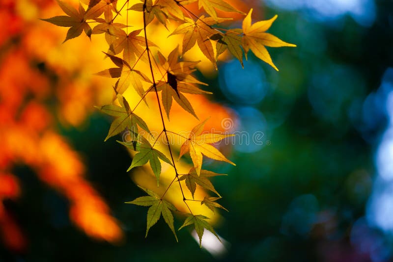 Maple Tree Leaves on Branch in Fall Stock Photo - Image of closeup ...