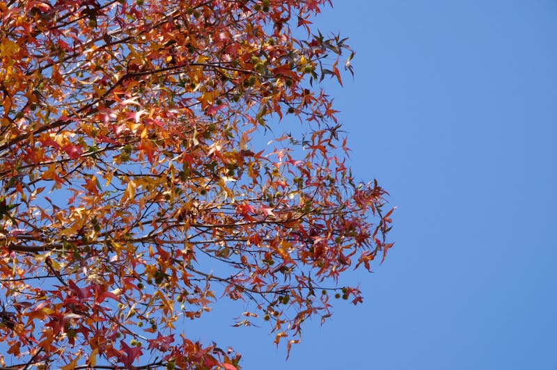Fall Foliage - Maple Tree with Leaves Changing Colors Stock Image ...