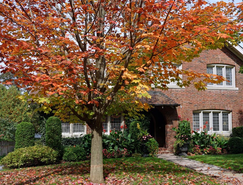 Maple Tree with Leaves Changing Stock Image - Image of changing, autumn ...