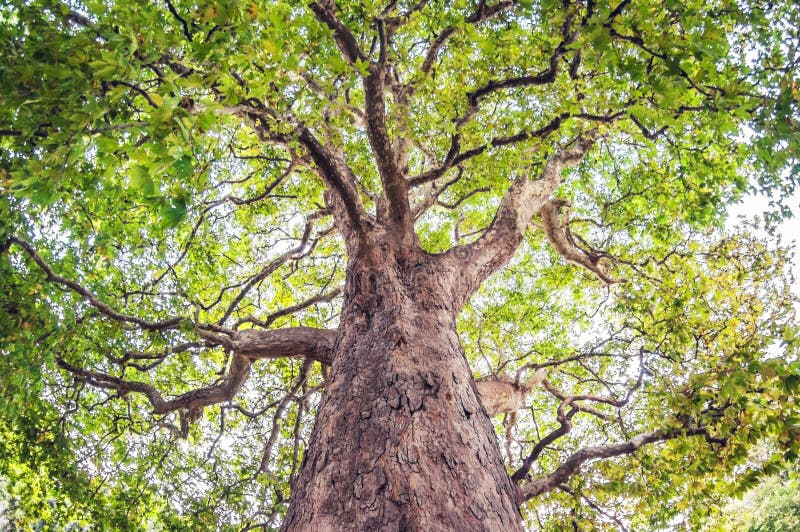 Maple Tree Leaves with Colorful Branches. Bottom View Stock Photo ...