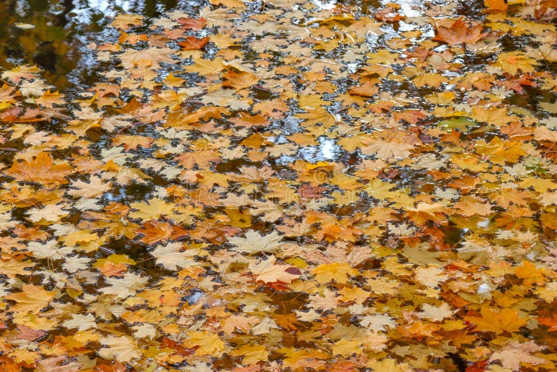 Maple Tree Leaves Fallen into the Lake Stock Image - Image of water ...