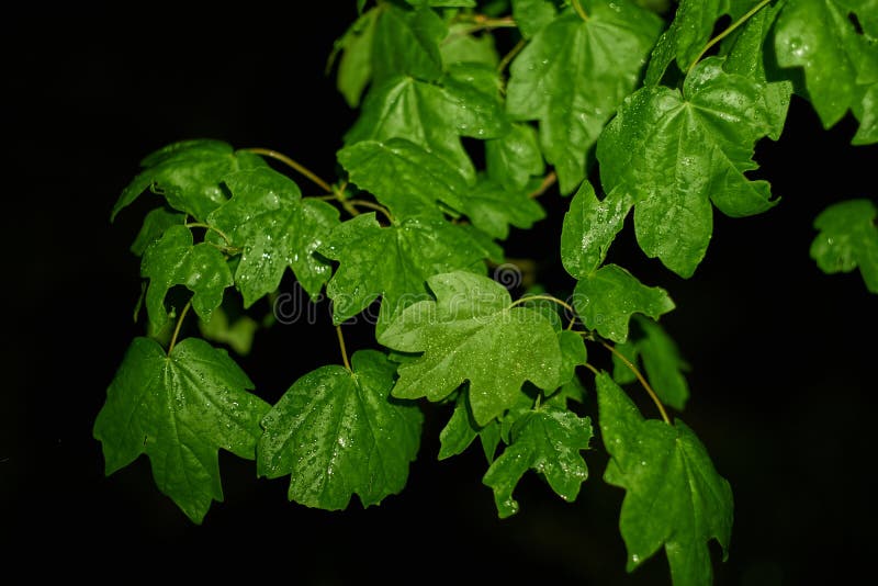 Maple tree leaves stock photo. Image of night, growth - 92576954