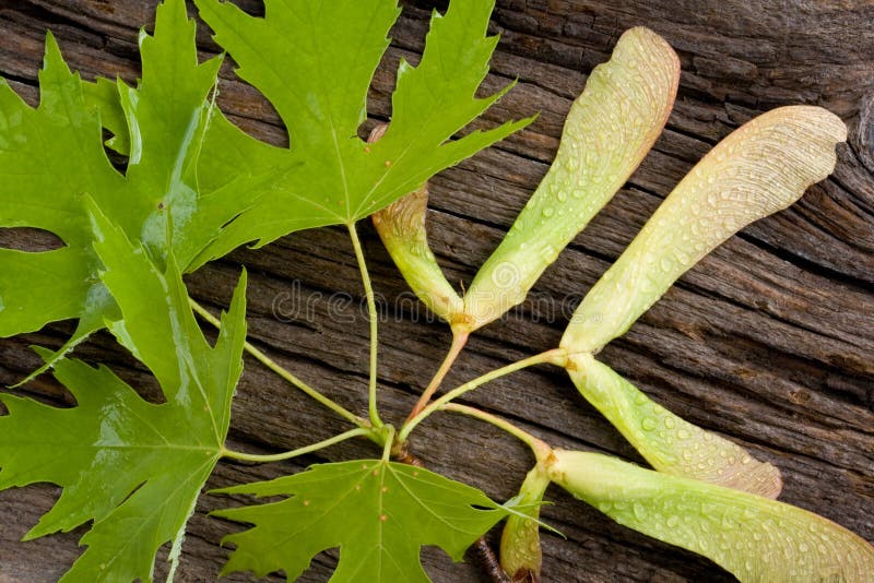 Maple Tree Leaves and Seeds Stock Photo - Image of weathered, spreading ...