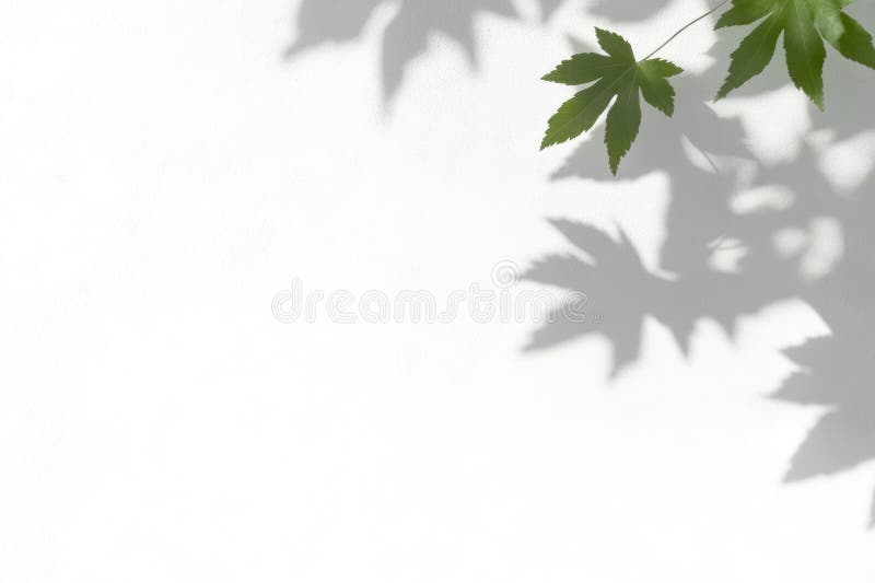 Maple Tree Leaves Shadow Overlay on White Wall - Abstract Neutral ...