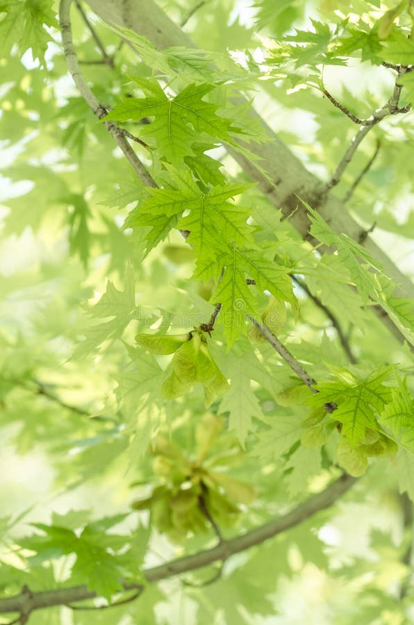 Maple Tree Leaves in Spring Stock Image - Image of beautiful ...