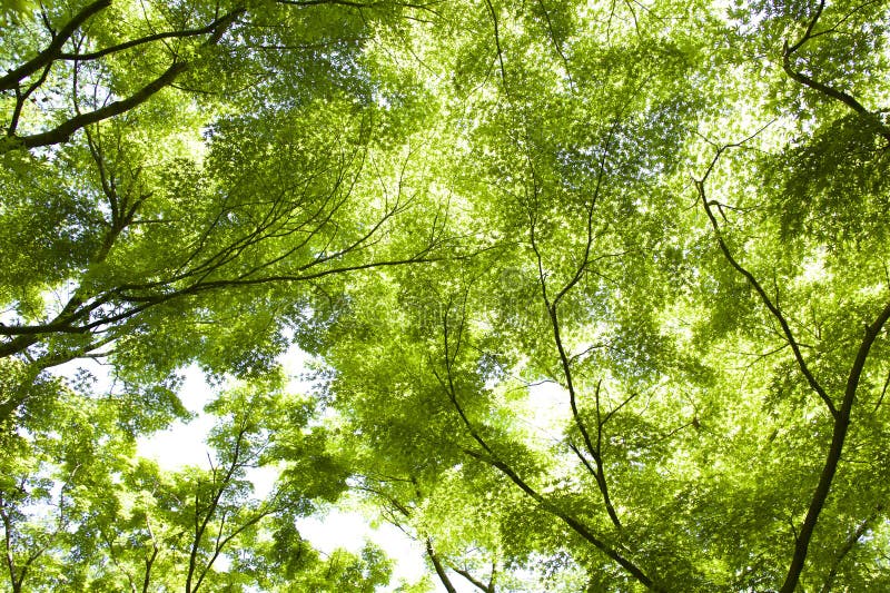 Maple Tree Leaves at Spring Stock Photo - Image of leaves, branches ...